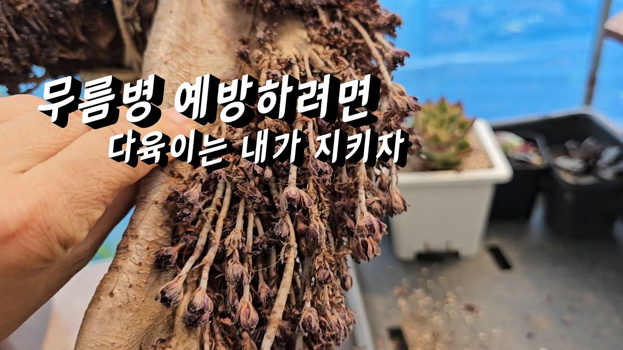 다육이 상면으로 전체 물주기 하루 지나고 살균제도 했다면~~~ 다육이다육식물다육이 물주기다육이 살균제다육이배합토