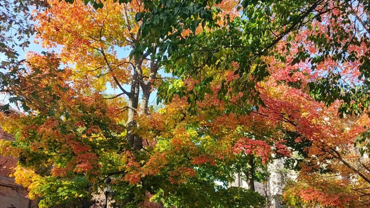 Fall vibes at Evanston #fallcolors - YouTube