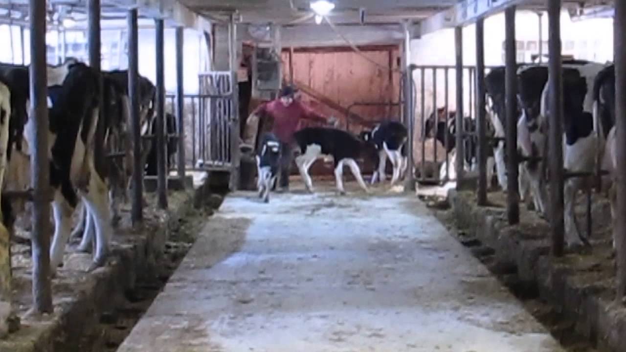 Calf Racing - YouTube