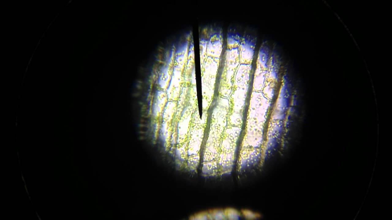 Chloroplasts Moving - YouTube