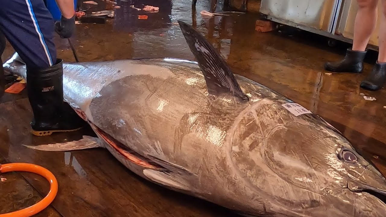 456kg Mega Bluefin Tuna Unrivaled Precision Cutting Skills - YouTube
