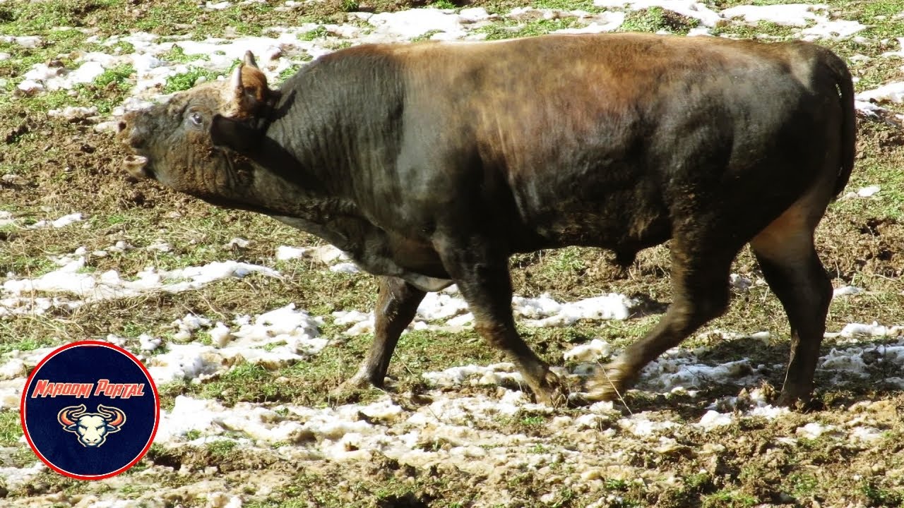 BRIZAN OD PERENDE I JELENKO OD 3 JARANA BABIN POTOK 2023 KORIDA - YouTube