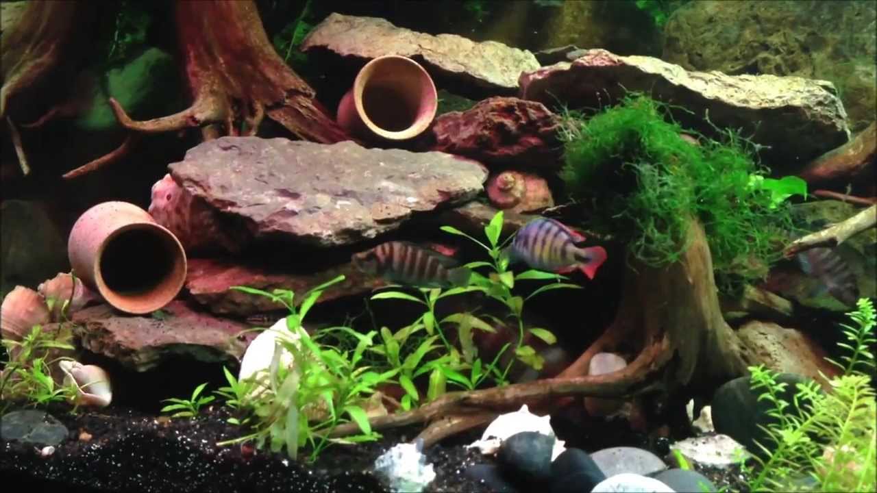 Planted Tanganyika Tank 2013/08/14 - YouTube