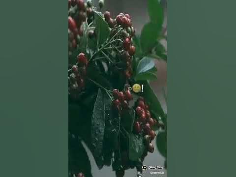 Tora tora hosh madhoshi si hai - YouTube