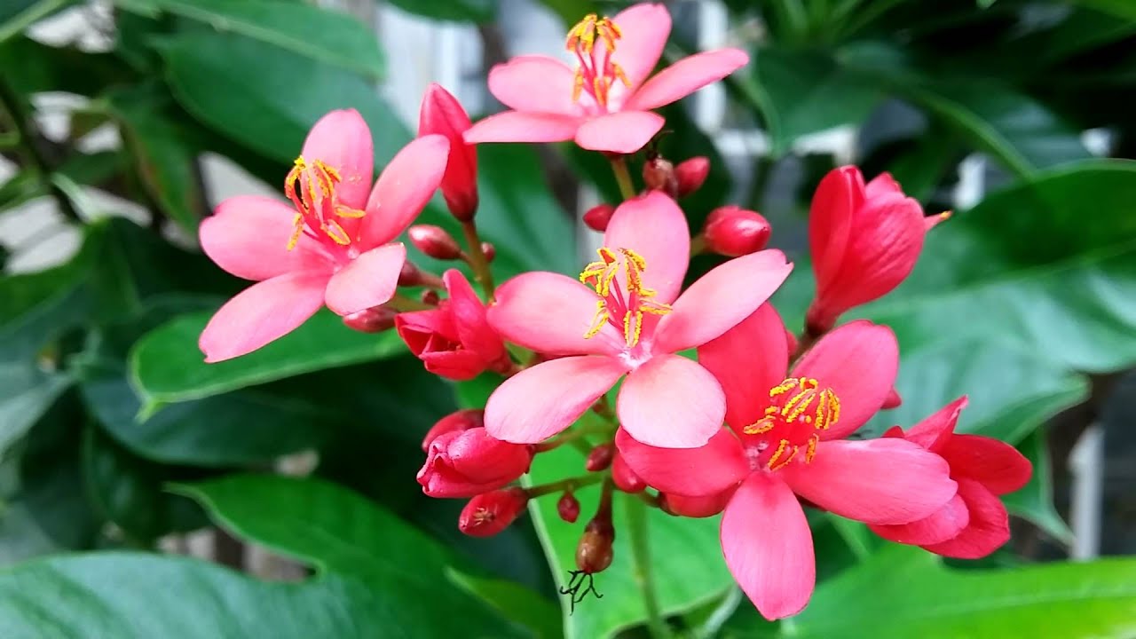 Samsung Galaxy E5 1080p Sample Video