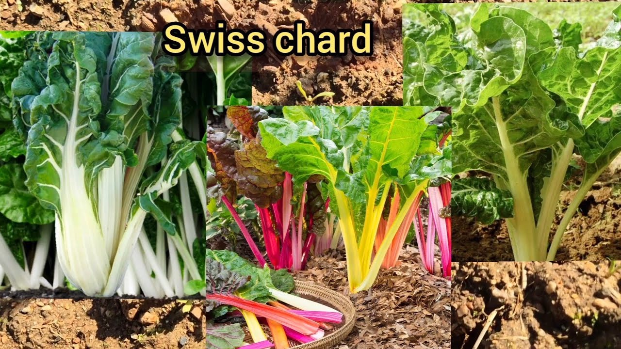 Vegetable seeds that germinate well at a temperature of 13° 2° degrees ...