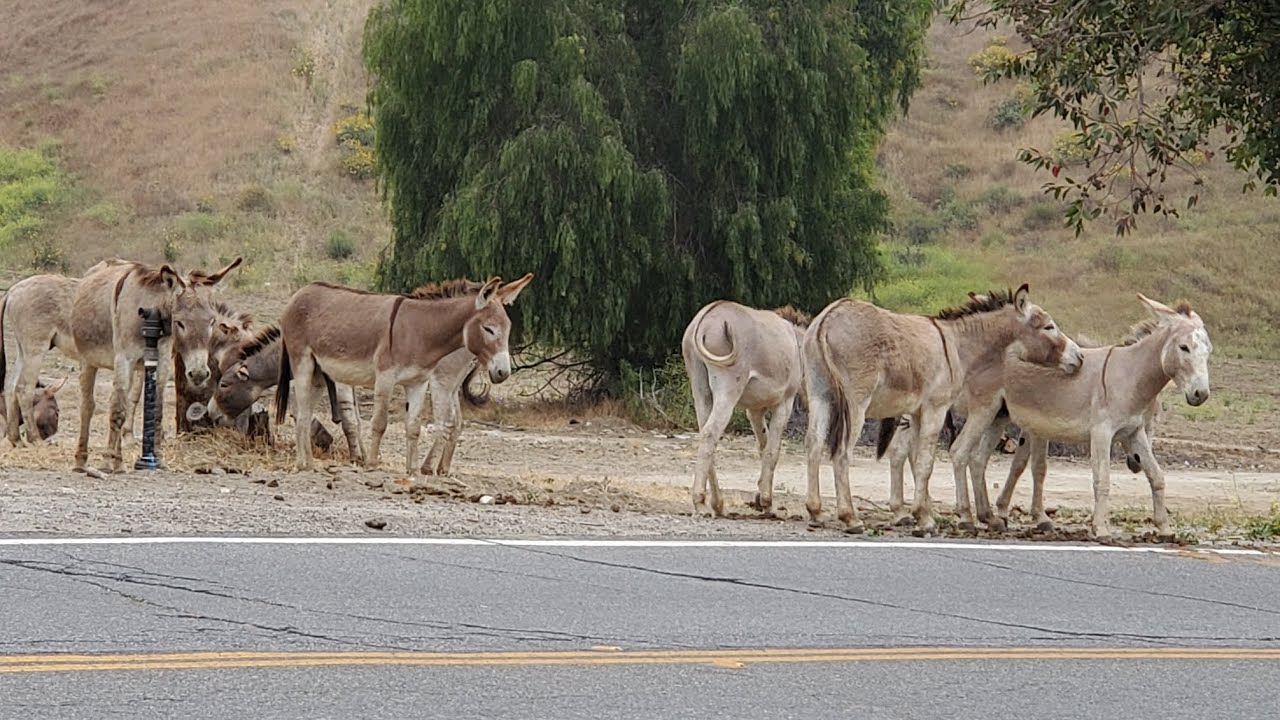 donkey town 🤣 😆 😄 - YouTube