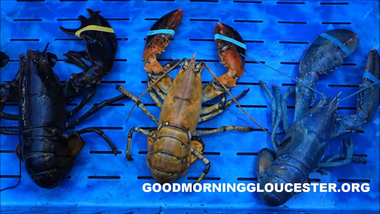 Yellow Lobster-Blue Lobster-Quadruple Pincer Lobster All Landed In ...
