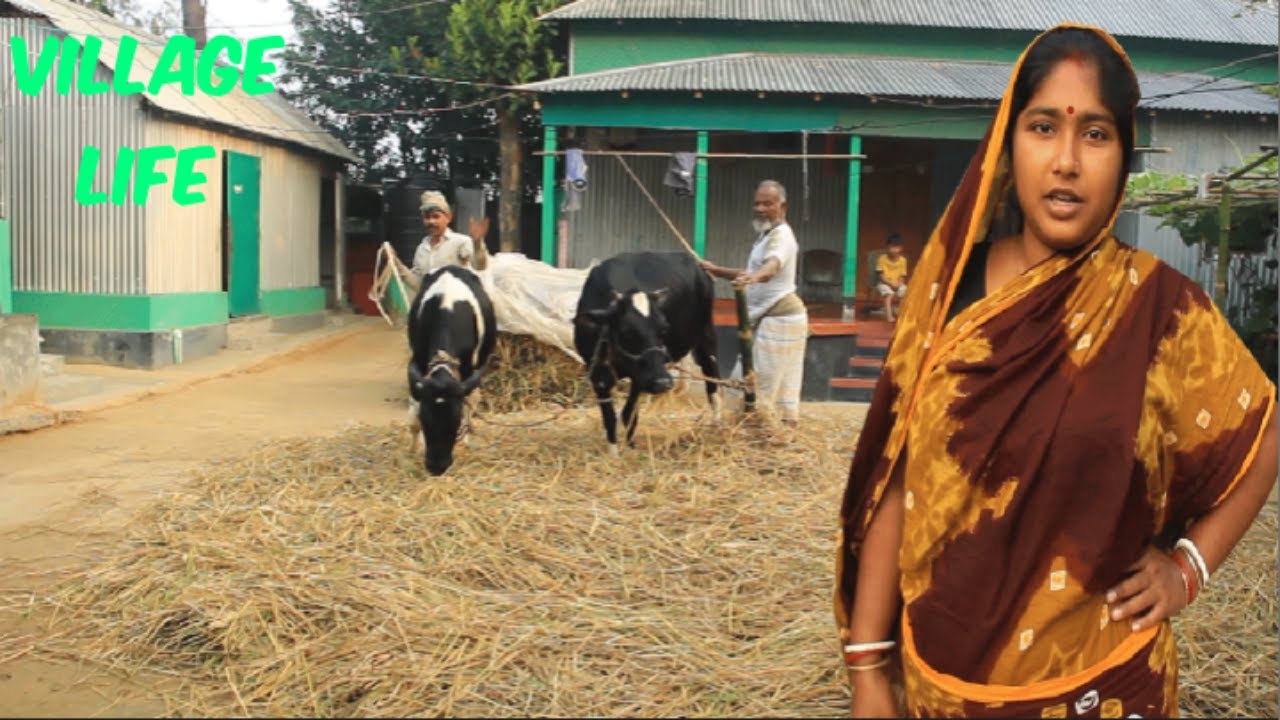 আগের দিন আবার ফিরে পেলাম | আদি যুগের মানুষ গরু দিয়ে মলন দিত এখন সব ...