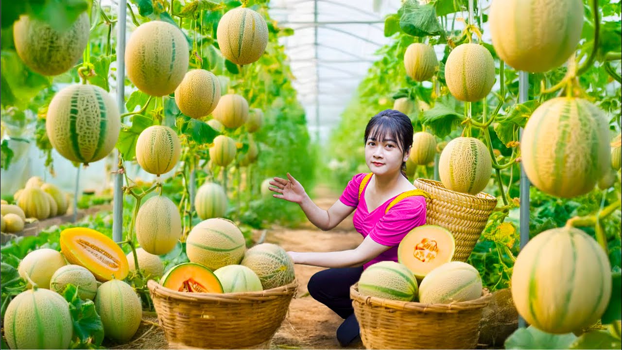 500 Days Harvesting Unique Melons, Pumpkins, Red Bananas... Go to ...