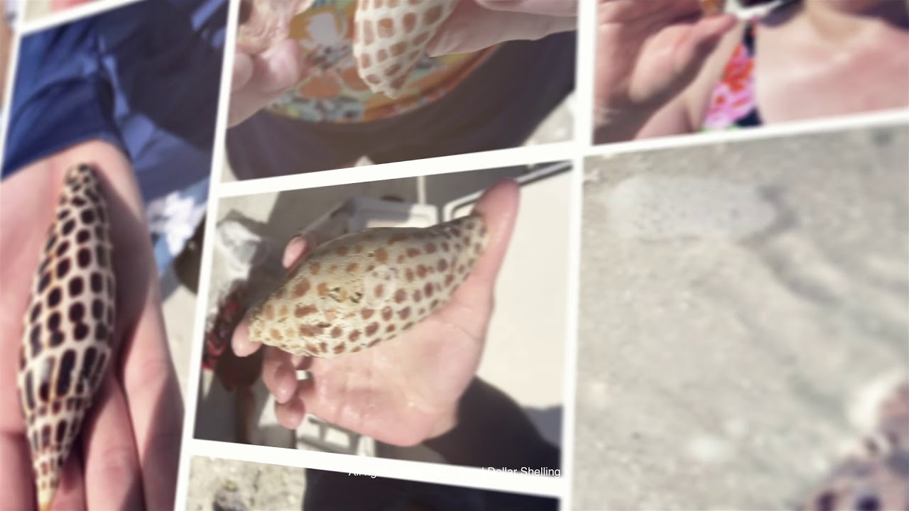 Junonia Shells From Our Shelling Tours On Marco Island FL | Sand Dollar ...