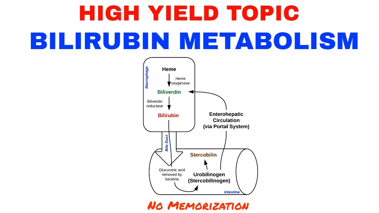 BILIRUBIN METABOLISM/JAUNDICE/HIGH YIELD/USMLE STEP 1/USMLE STEP 2 CK ...