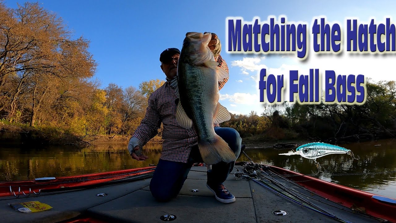 Bass Fishing - Matching the Hatch for Fall Bass - Joe Pool Lake, TX ...