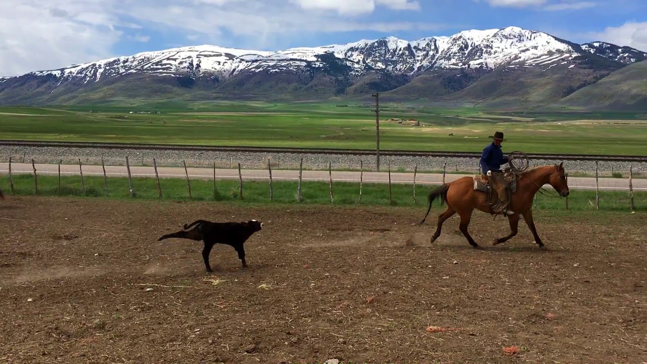 Hard Sauce Whiz Big Hollow Ranch - YouTube