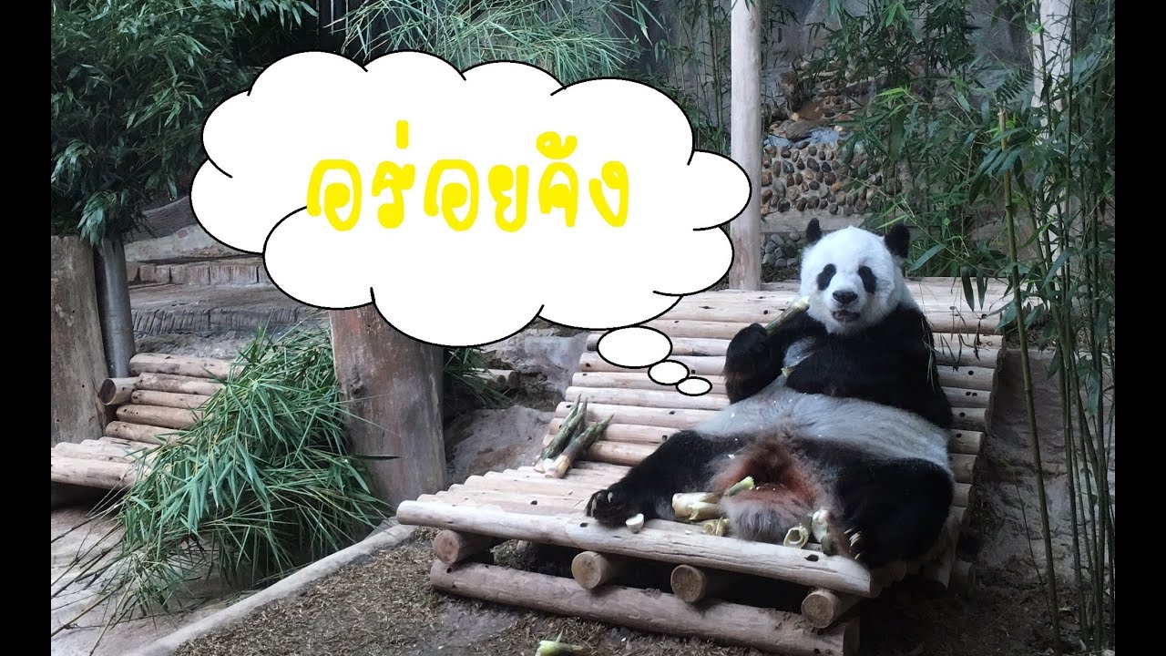 หลินฮุ่ย แพนด้าเชียงใหม่ (Lin Hui: Panda in Chiang Mai, Thailand) # ...