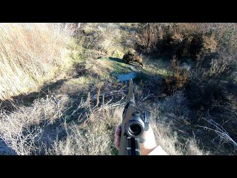Gürde Adrenalin heyecan Dolu Yaban Domuz Avı | Kaçırmayın! #wildboar #wildboar #hunting