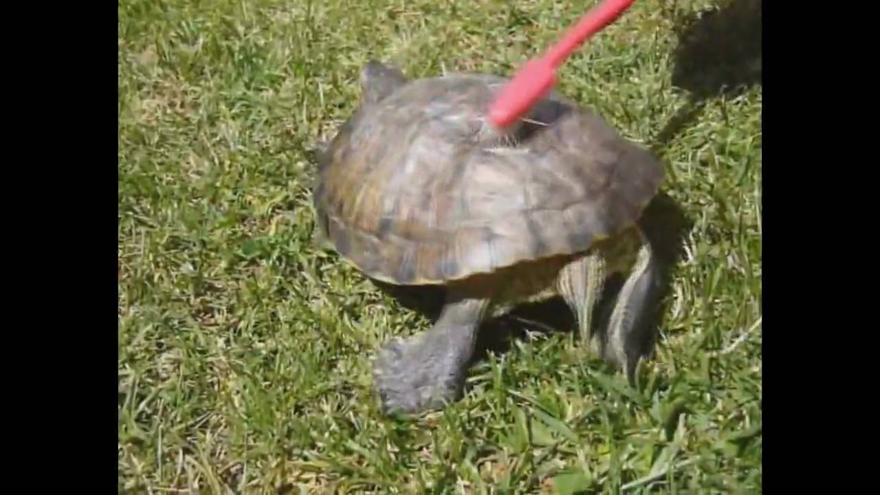 tortoise is dancing at satisfaction REMIX - YouTube