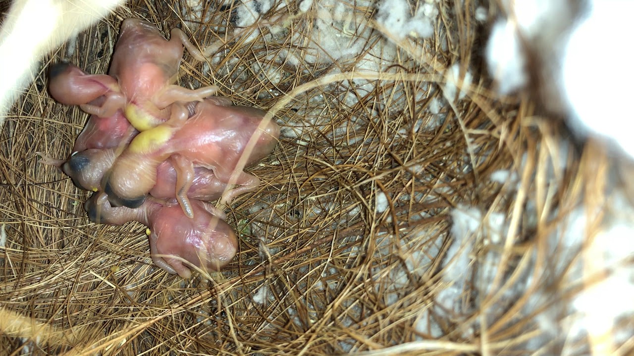Java finch babies 2018 - Day 4 - YouTube