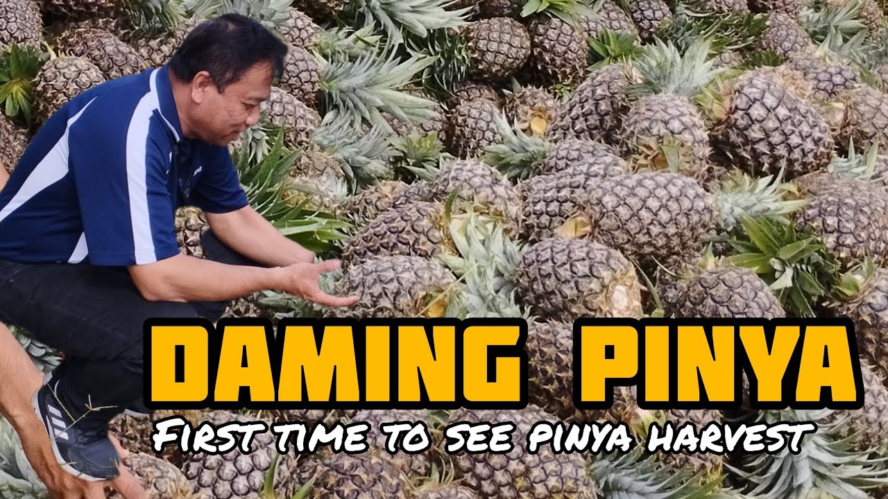 FOGGY FRIDAY ROAD TRIP ( Tagaytay - Silang) Pinya Harvest - YouTube