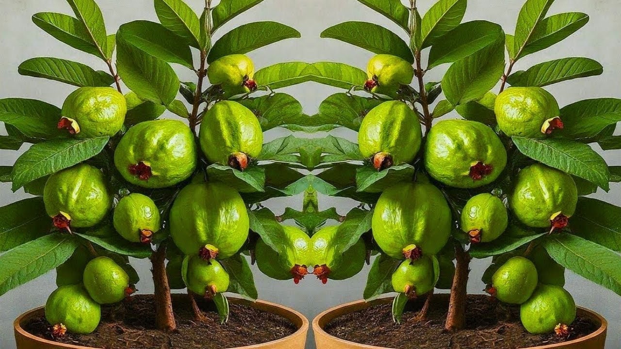 LIVE🔴 🌿How to Grow a Guava Tree from Air Layering at Home: Step-by-Step ...