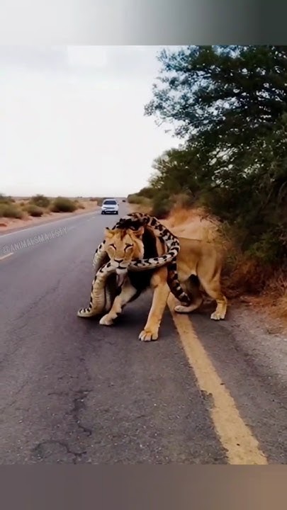 Python Surprise Encounter with a Lion! #pythonvslion #wildlifeshorts # ...