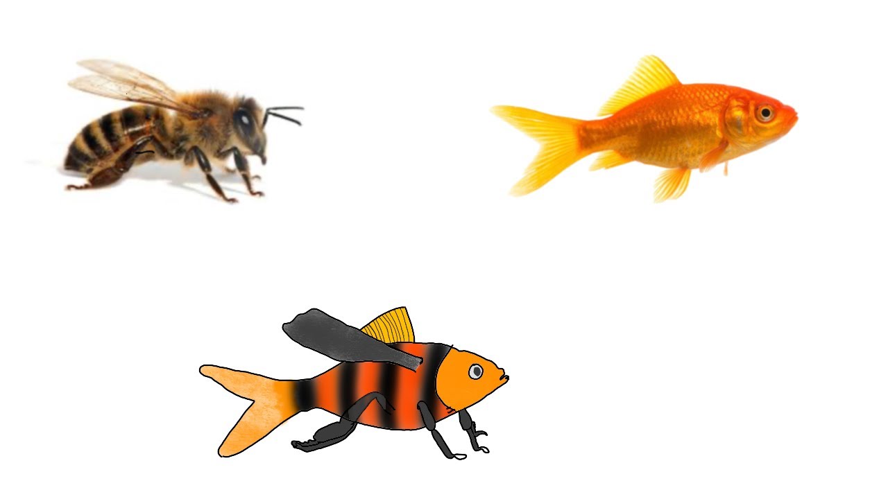 Me drawing Bee Fusion goldfish - YouTube