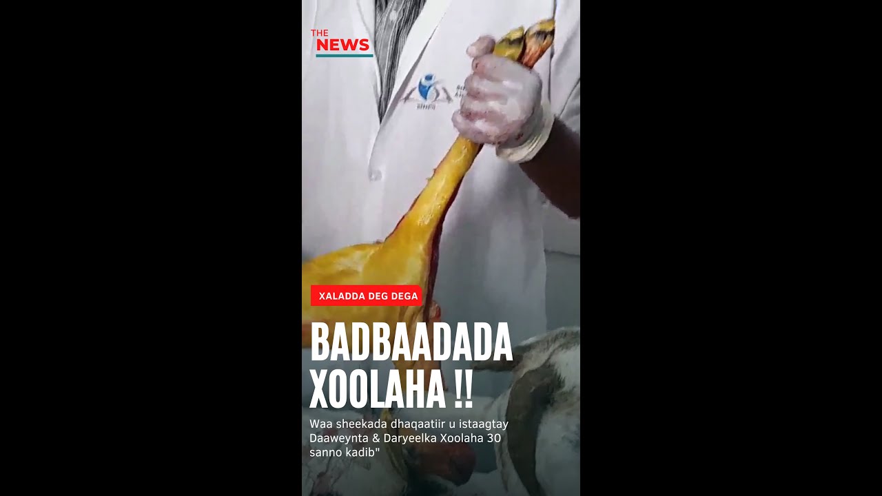 Waa sheekada dhaqaatiir u istaagtay Daaweynta & Daryeelka Xoolaha 30 ...