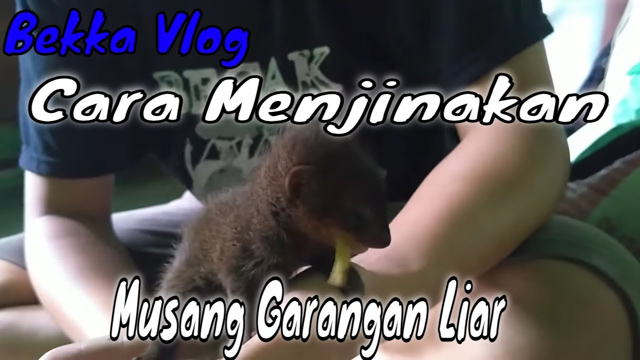 Musang Garangan Jawa Jinak ( Javan mongoose ) - YouTube