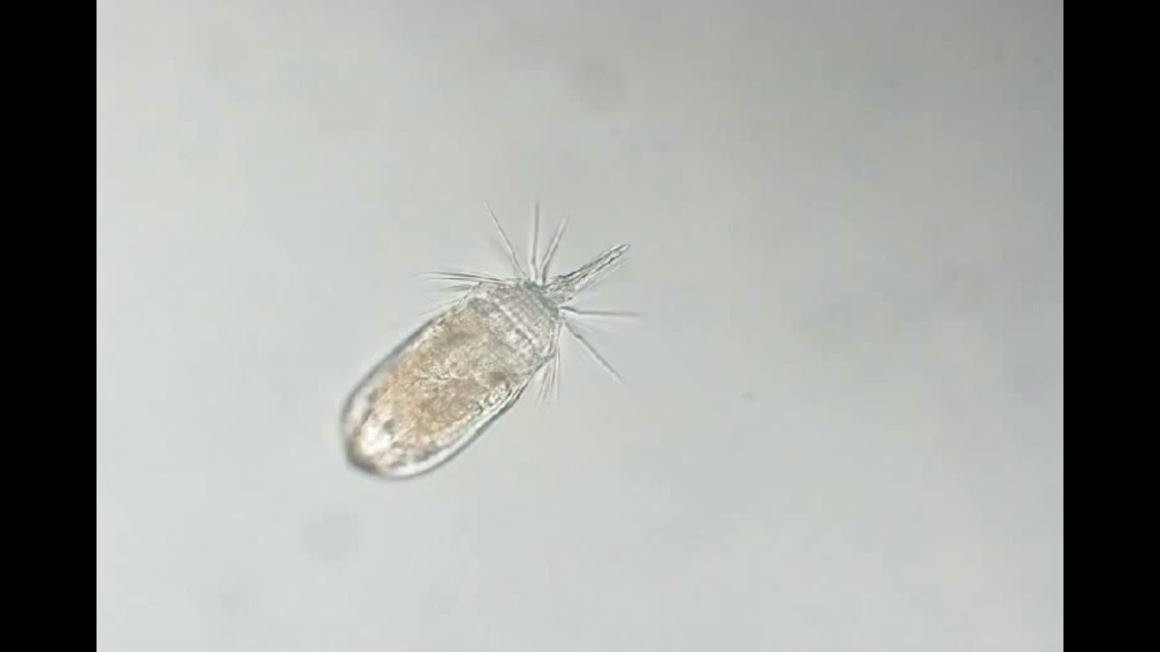 Loricifera - YouTube