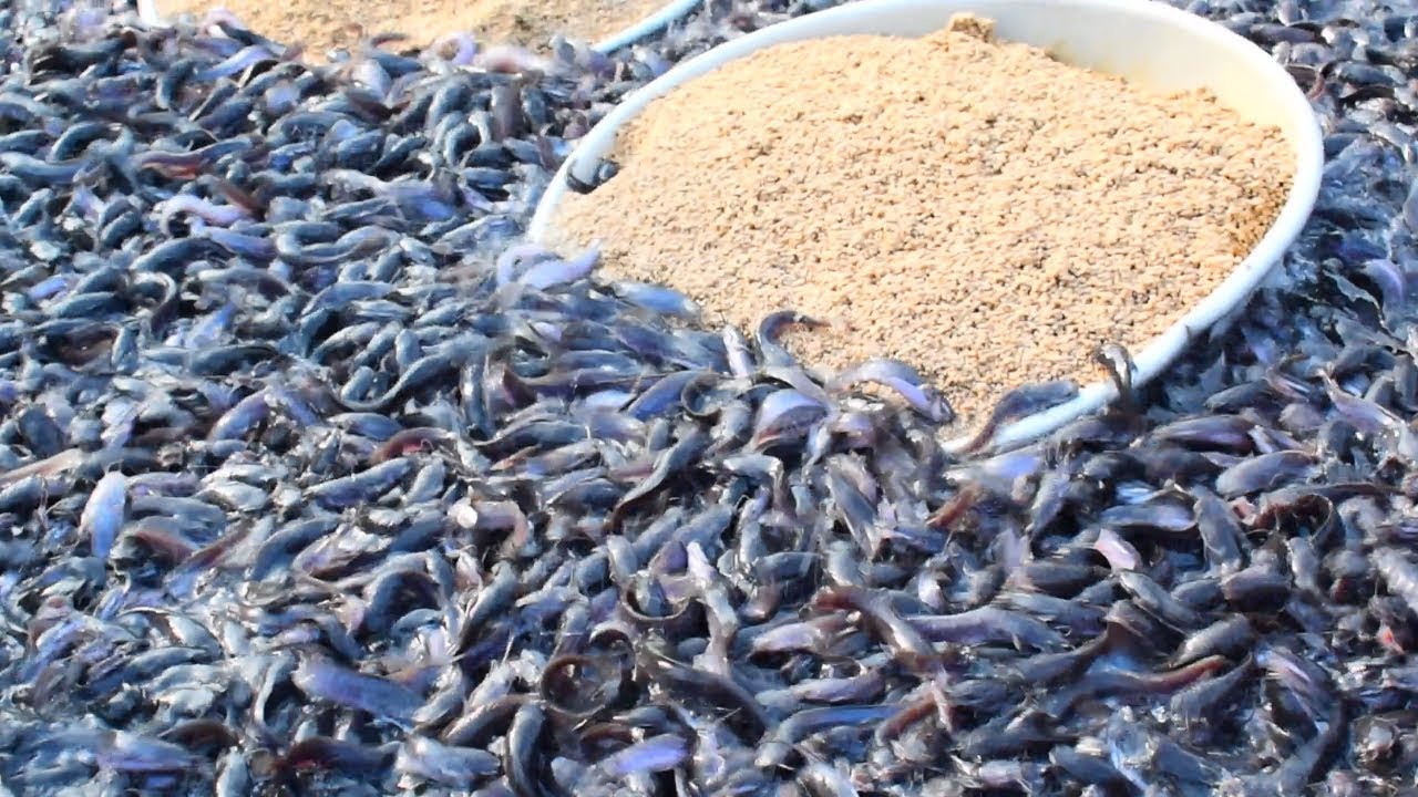 Indian Magur Fish Farming Business In Asia || baby Hybride Magur Eating ...