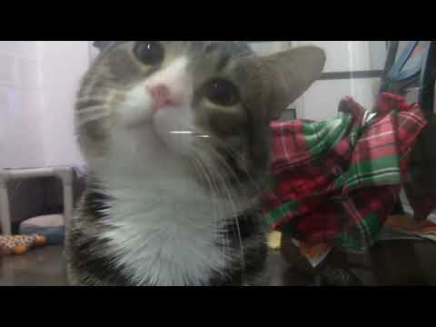 Animal Abuse Awareness PSA   DPM