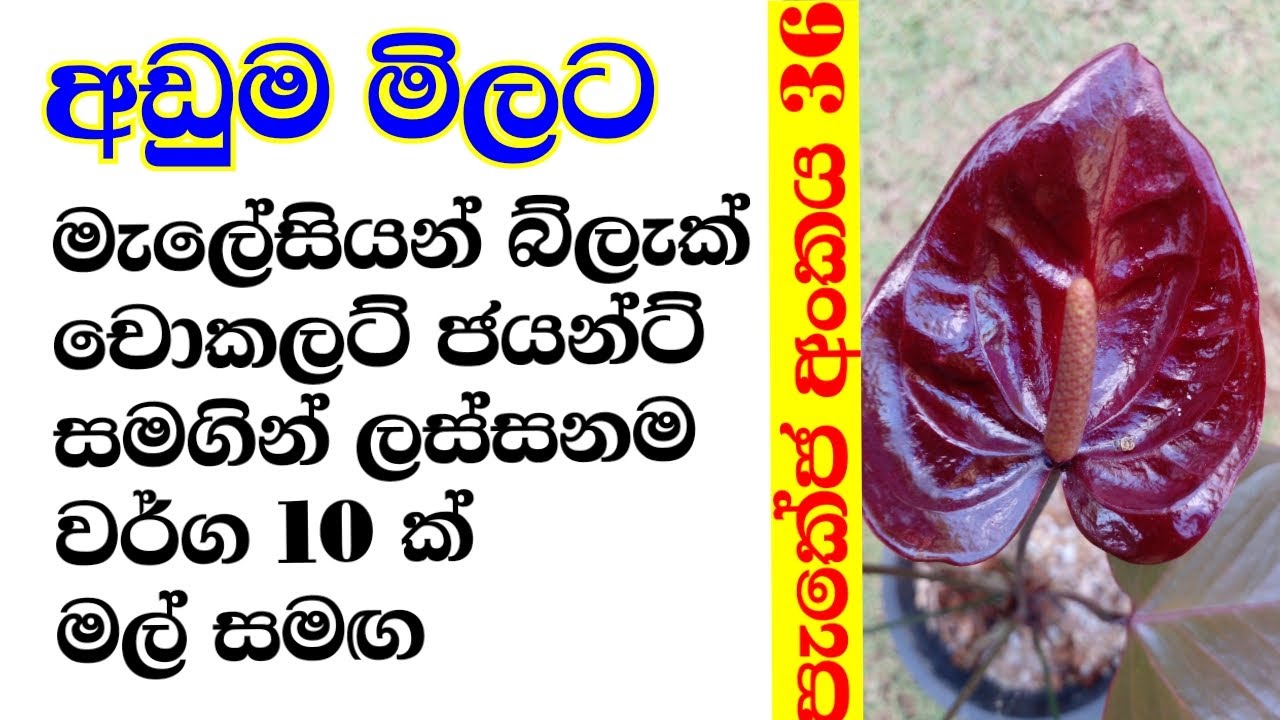 anthurium wagawa | ඇන්තූරියම් වර්ග විකිණීමට | anthurium plants | bankok ...