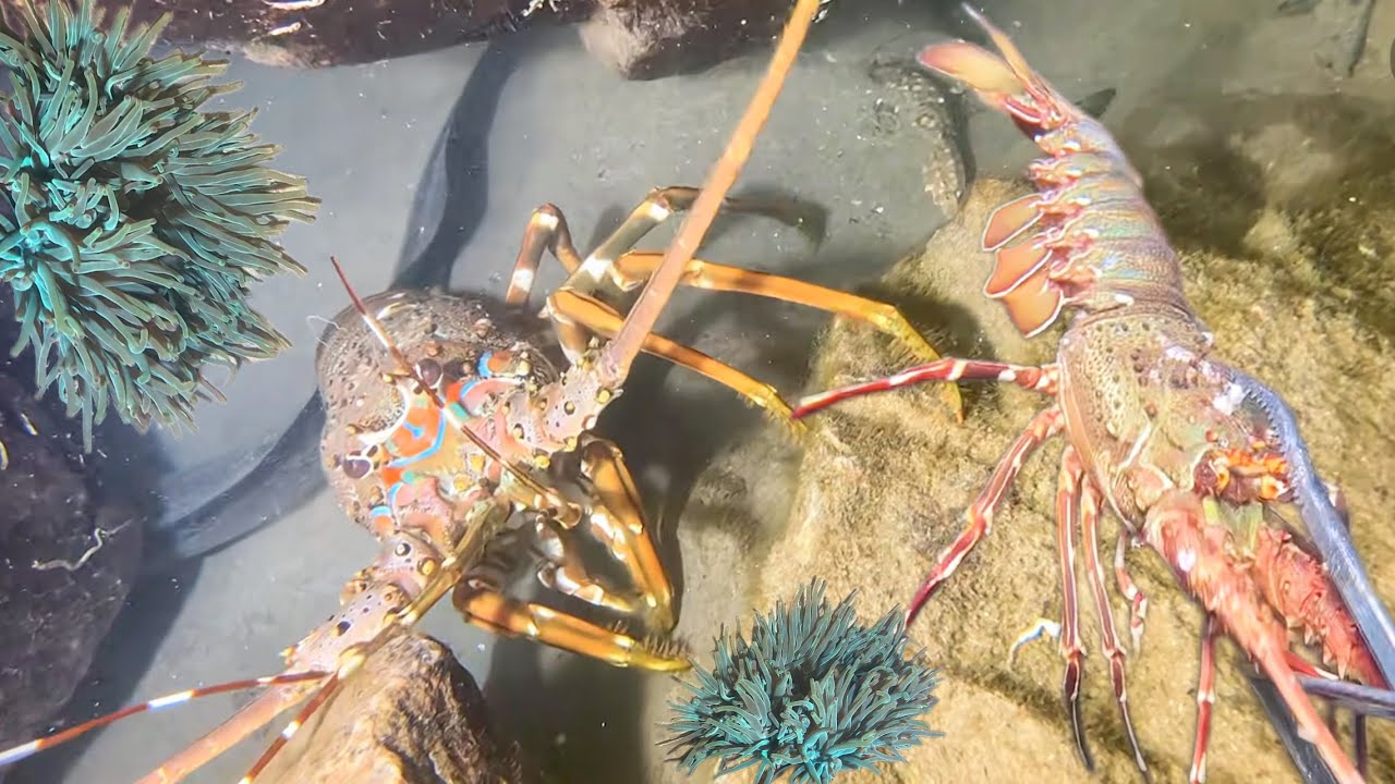 Diving catching seafood - Lucky today there are a lot of lobsters ...