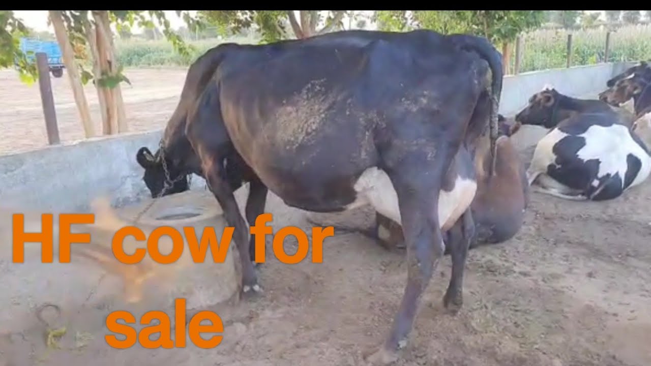 HF cow for sale #hf #cow #dairyfarm - YouTube