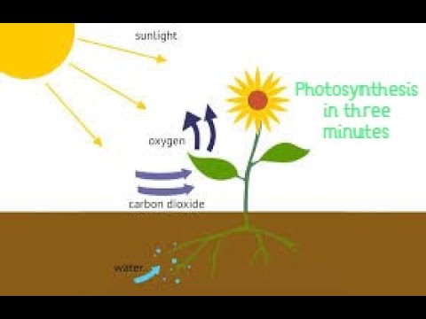 Photosynthesis | Three Minute Science Videos | Biology | Science - YouTube
