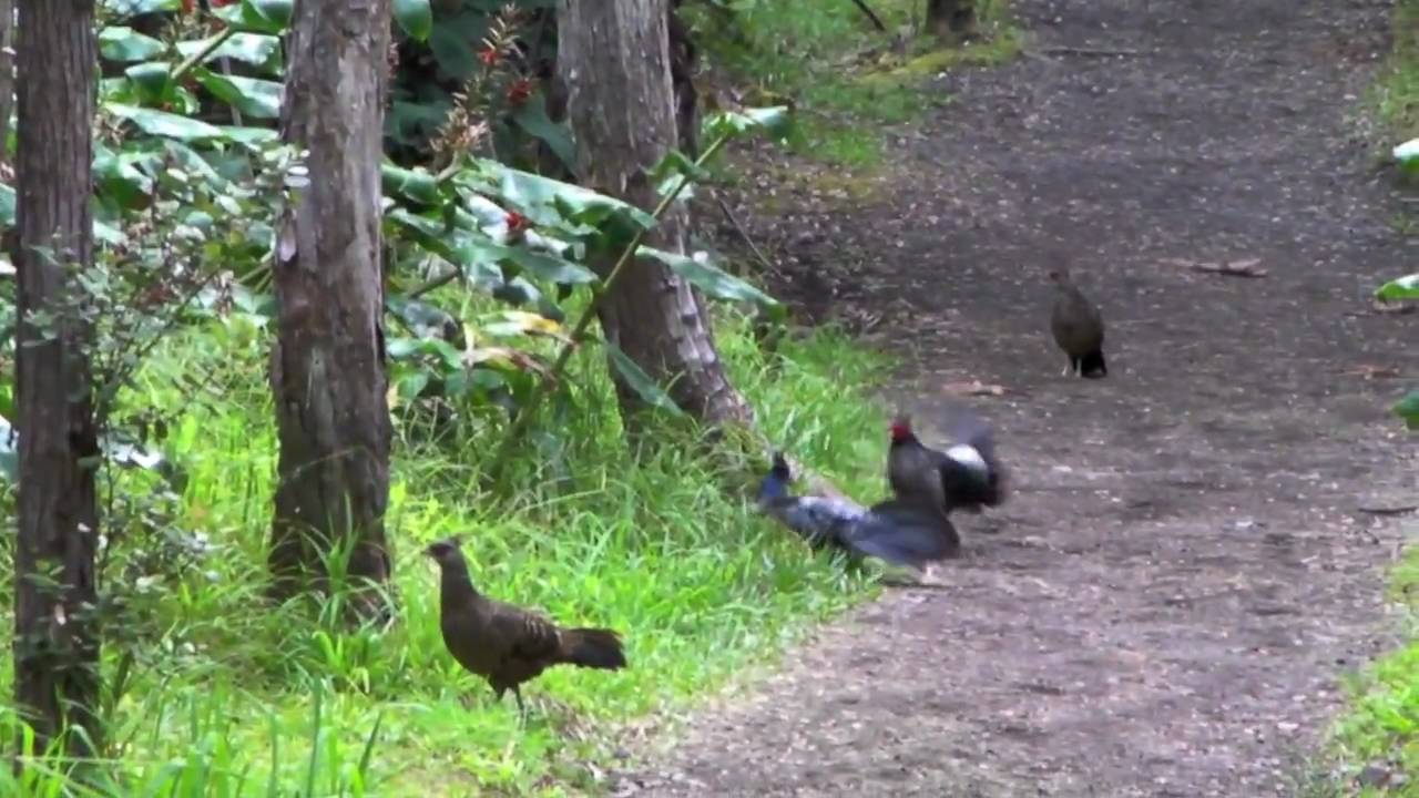 Big Island Hawaii. Part 28. Kalij Pheasants. - YouTube