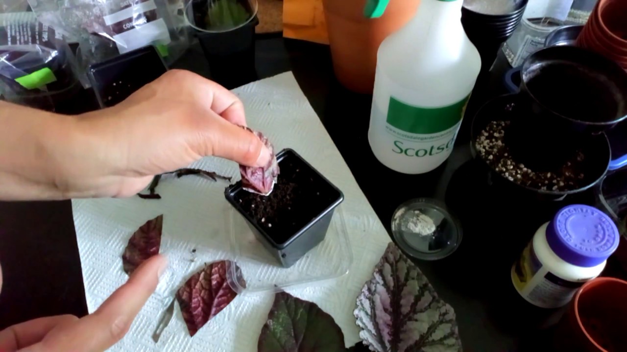 How to propagate begonia Leaf cuttings 2 different ways. - YouTube