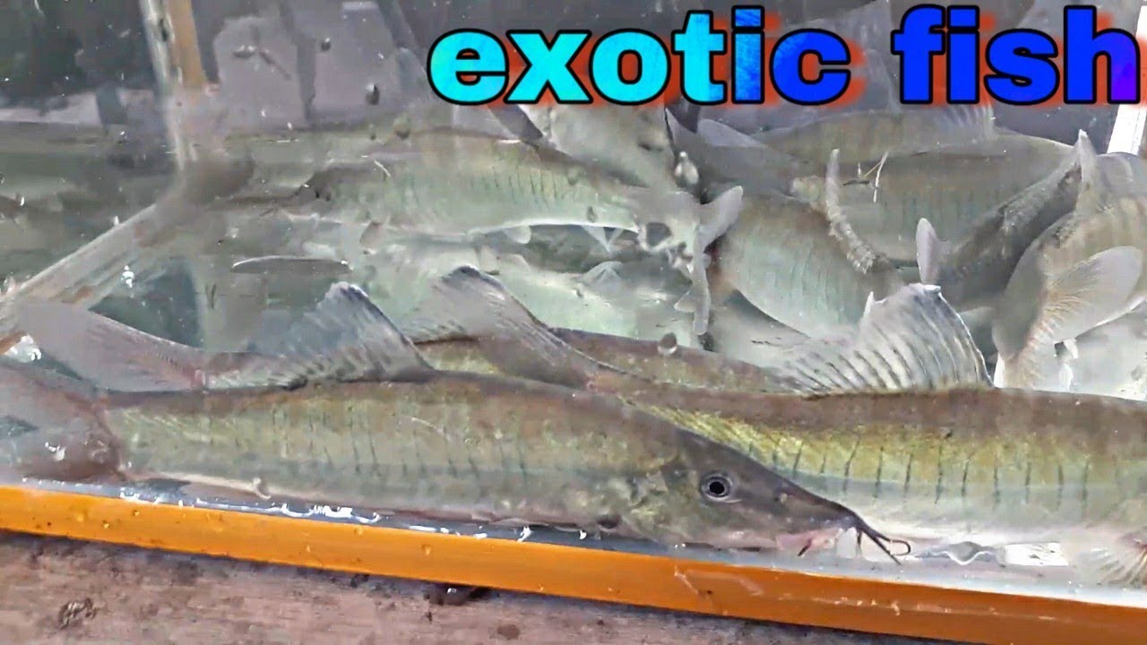 Botia hijau/Tiger Loach - YouTube