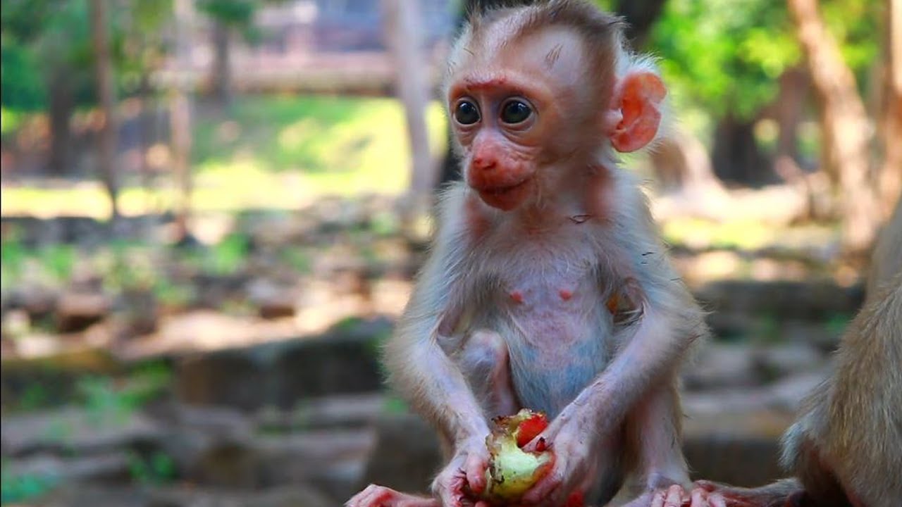 Baby Monkey Learn To Eats | Wild Monkeys Nature - YouTube