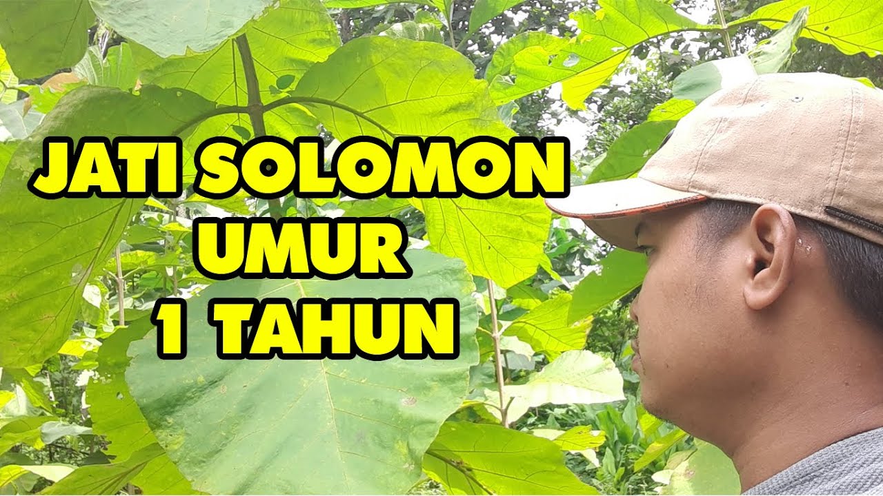 Jati Solomon umur 1 Tahun Perkembangan Pertumbuhan Perawatan Jati Super ...