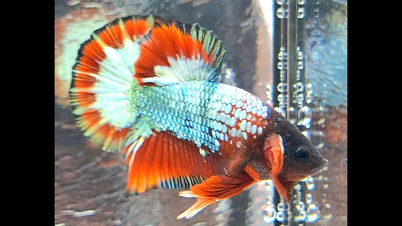 BETTA FCCP RED BASE🐡🐦‍🔥#splendens - YouTube