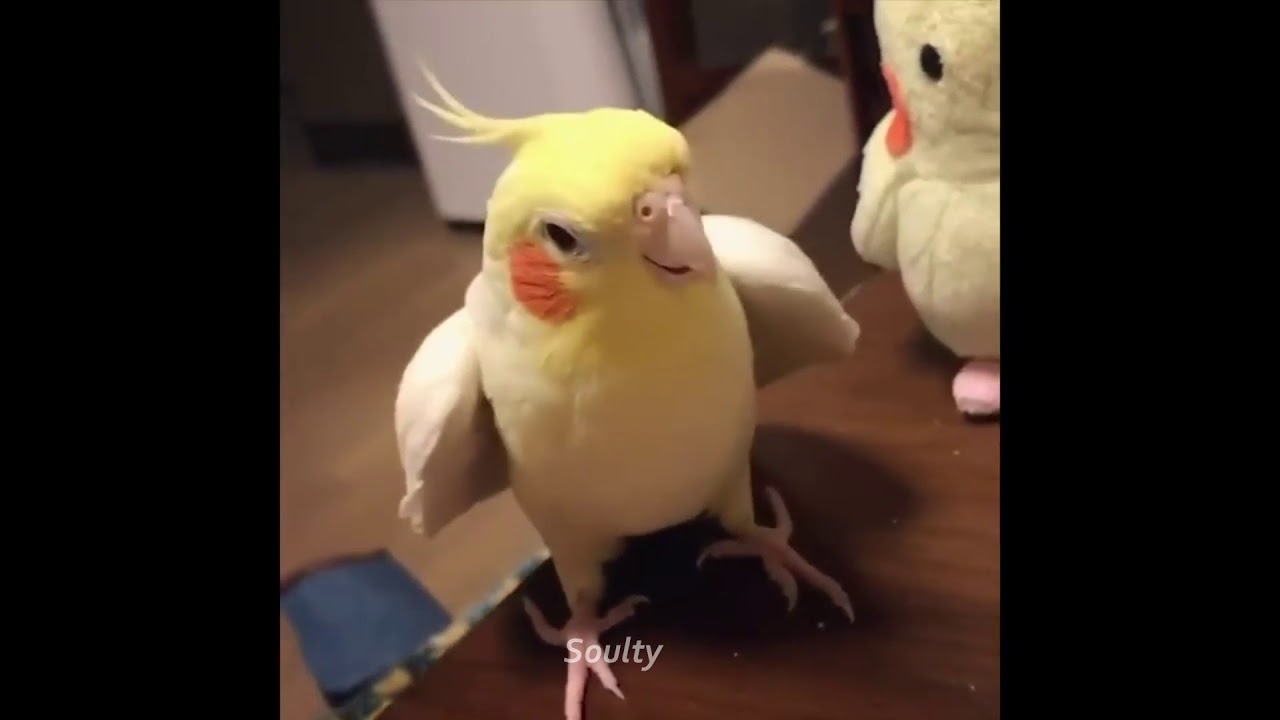 you want some birb - YouTube