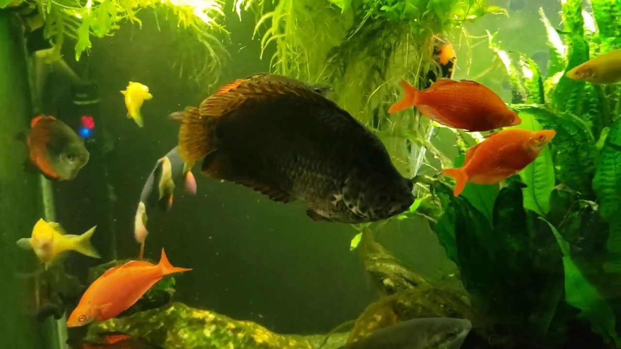 African Leaf Fish Compatibility