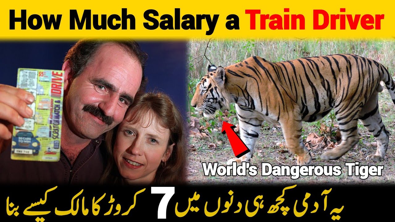 World's Most Dangerous Tiger | How much Salary a Train Driver ...