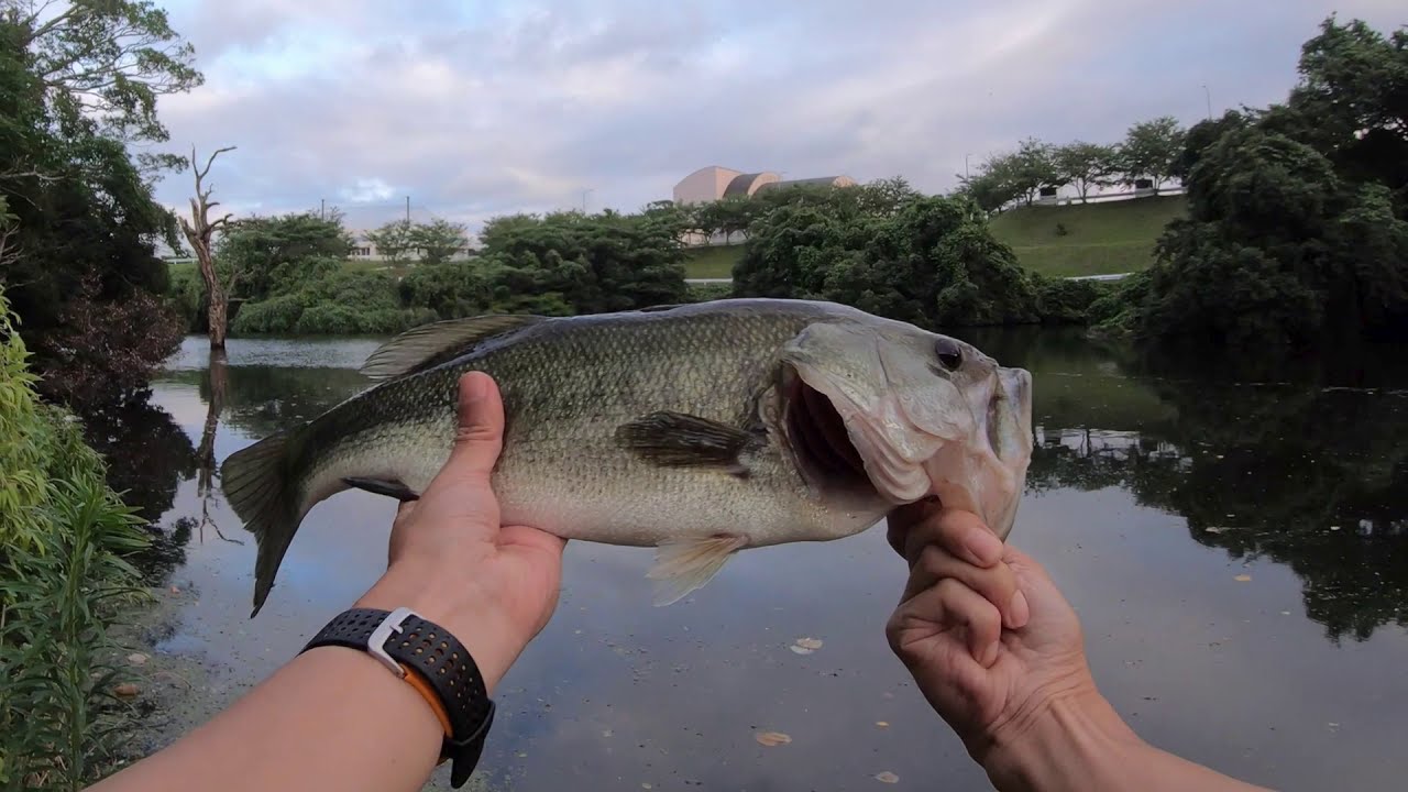 Bass Fishing in Japan, Tips on Chatterbaiting: How to Turn On the Big ...