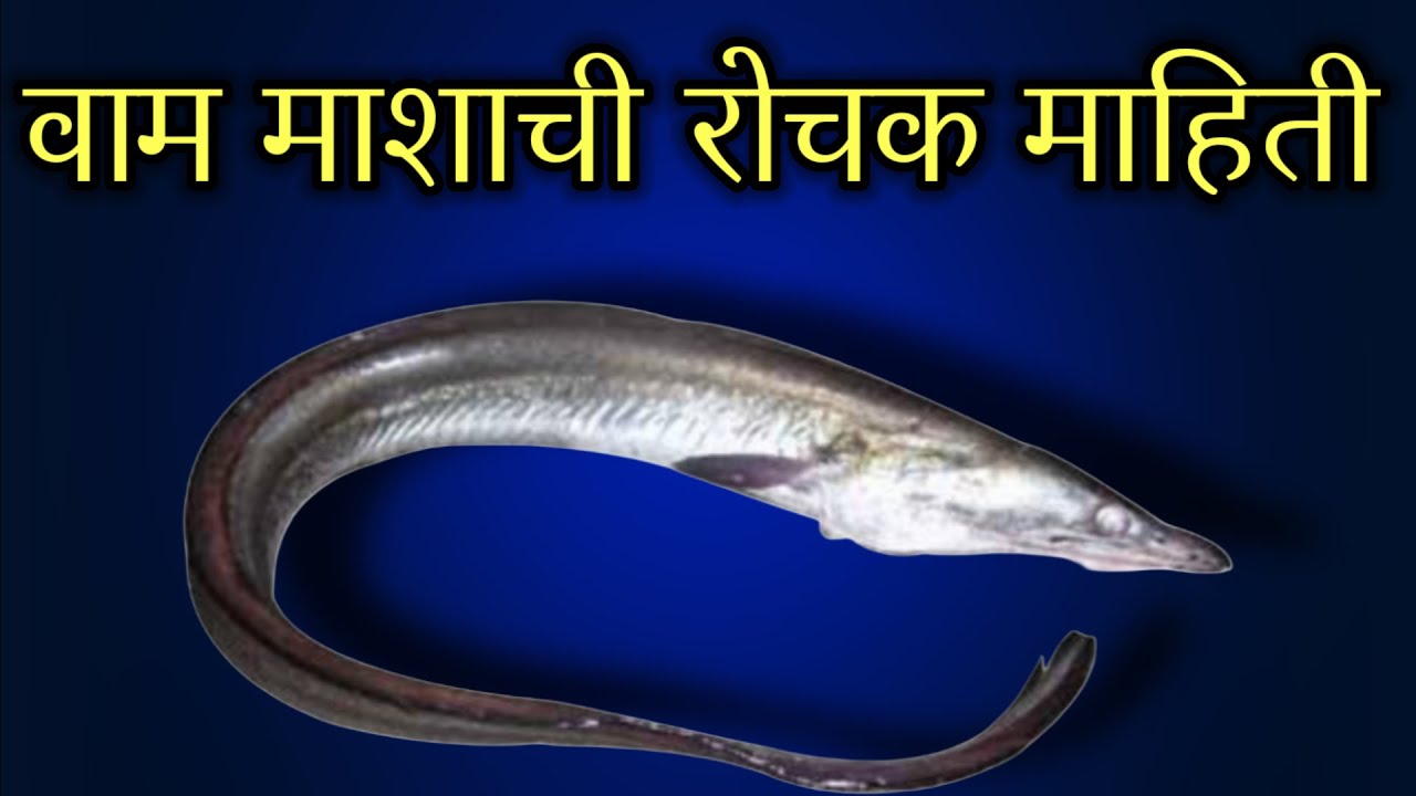वाम मासा माहिती | vam masa mahiti marathi - YouTube