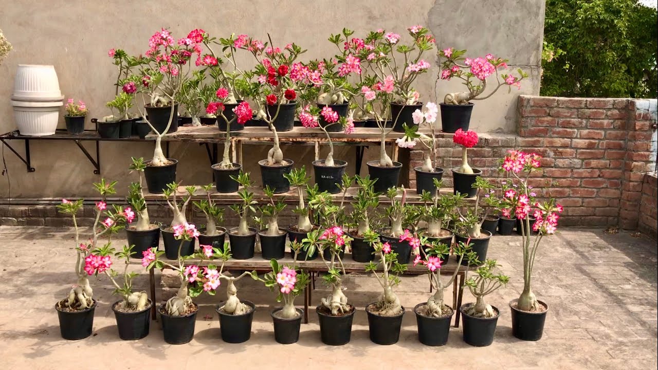 Adenium Full Bloom - YouTube