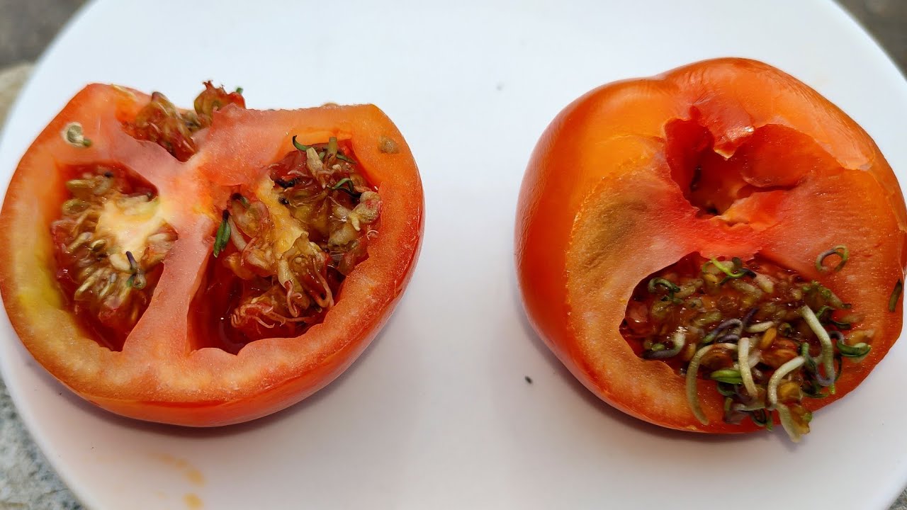 Vivipary - Can you eat tiny Tomato plants sprouting inside a Tomato ...