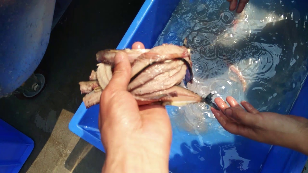 Cut fish head and remove the middle bone of fishes processing line ...