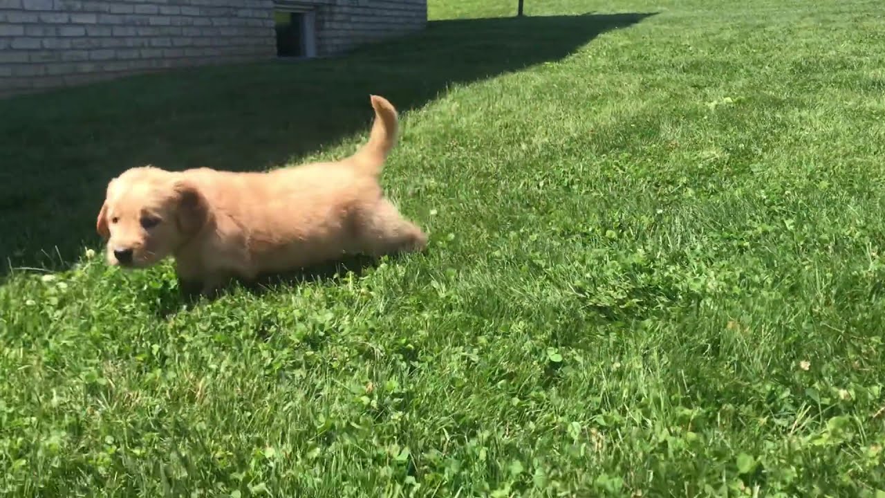 Sam Golden Retriever Puppy for sale - YouTube